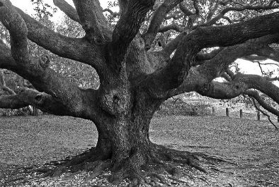 Scale The Narrative - Big Oak Tree Media